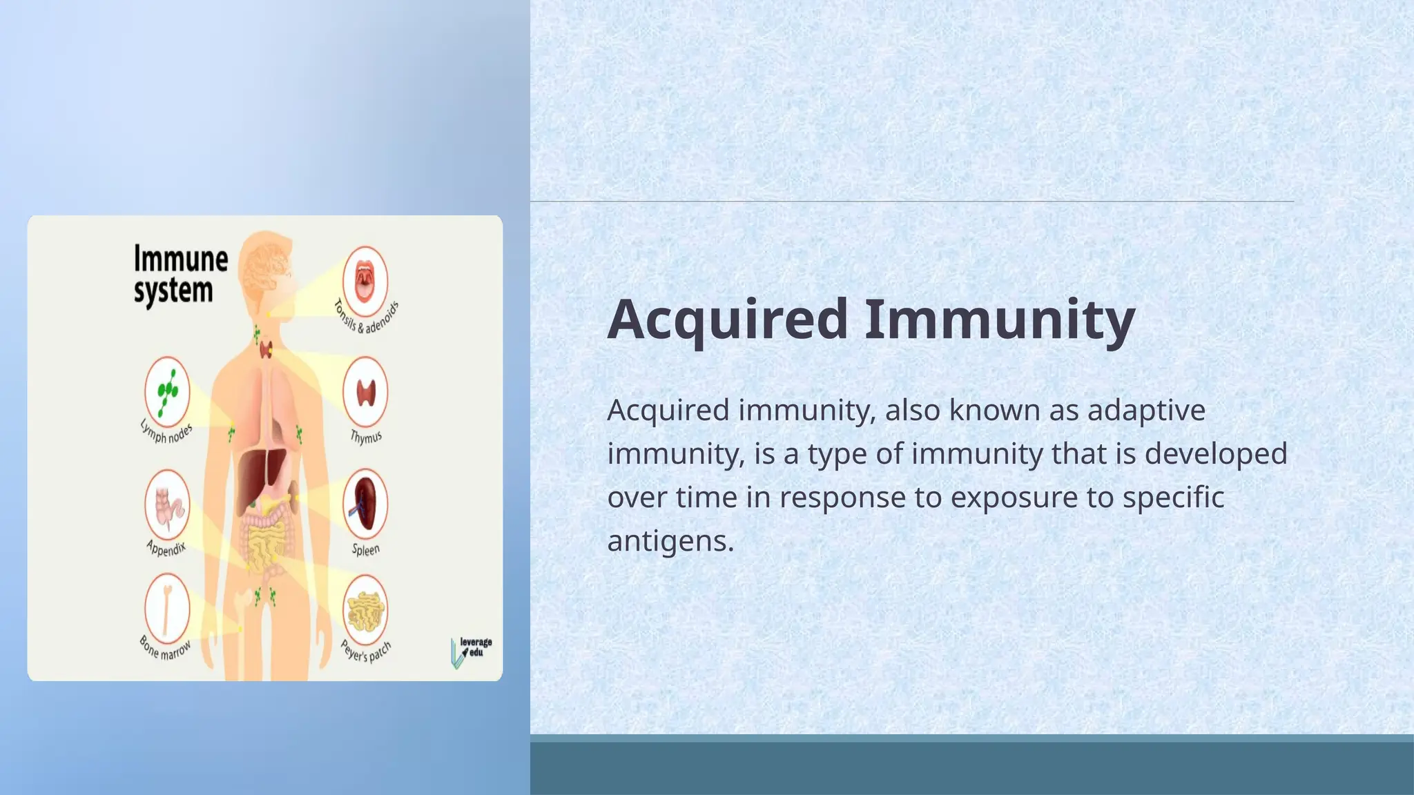 bio-immunity-ppt thanishka.pptx acquired immunity | PPTX