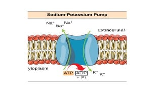 Bio-inorganic chemistry introduction and applications | PPTX