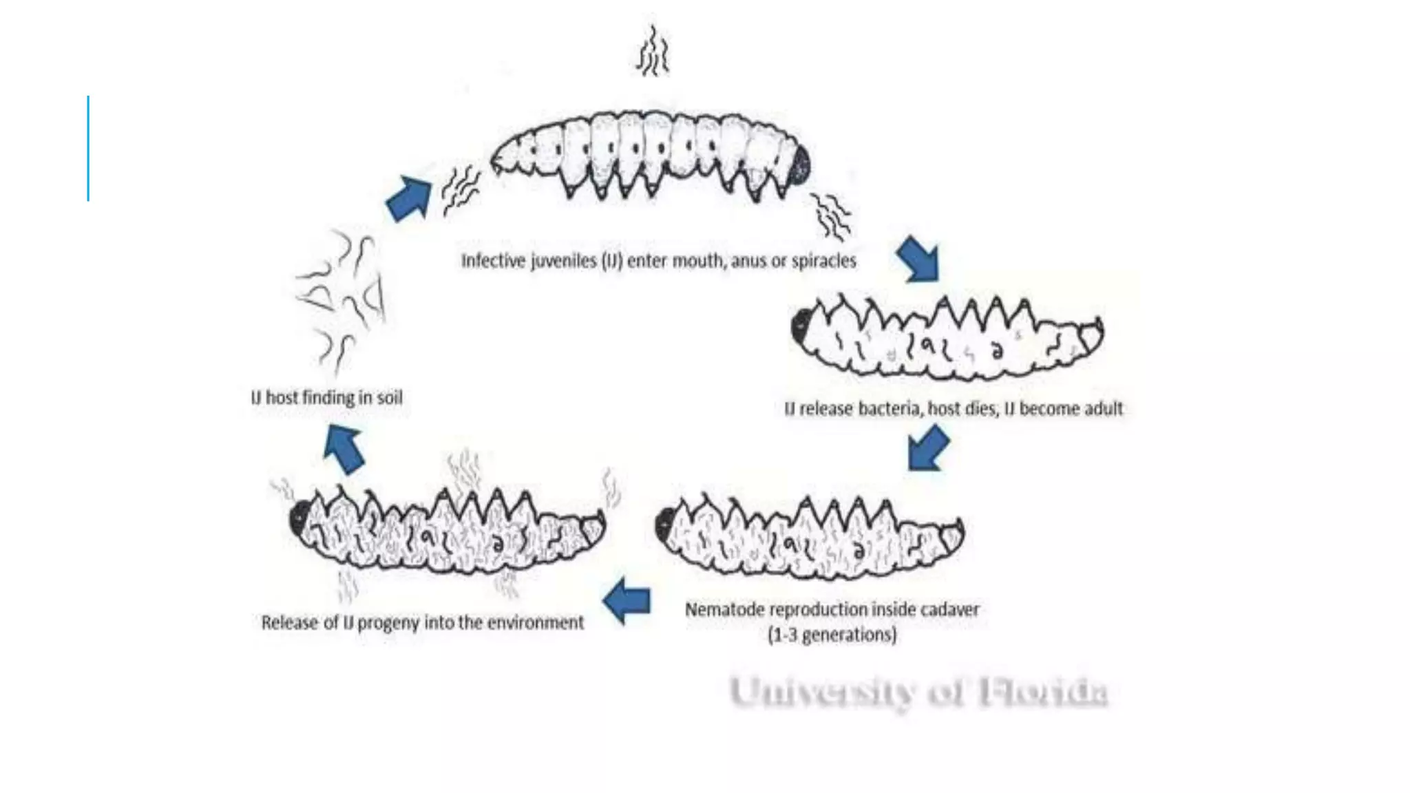Bio-insecticides | PPTX