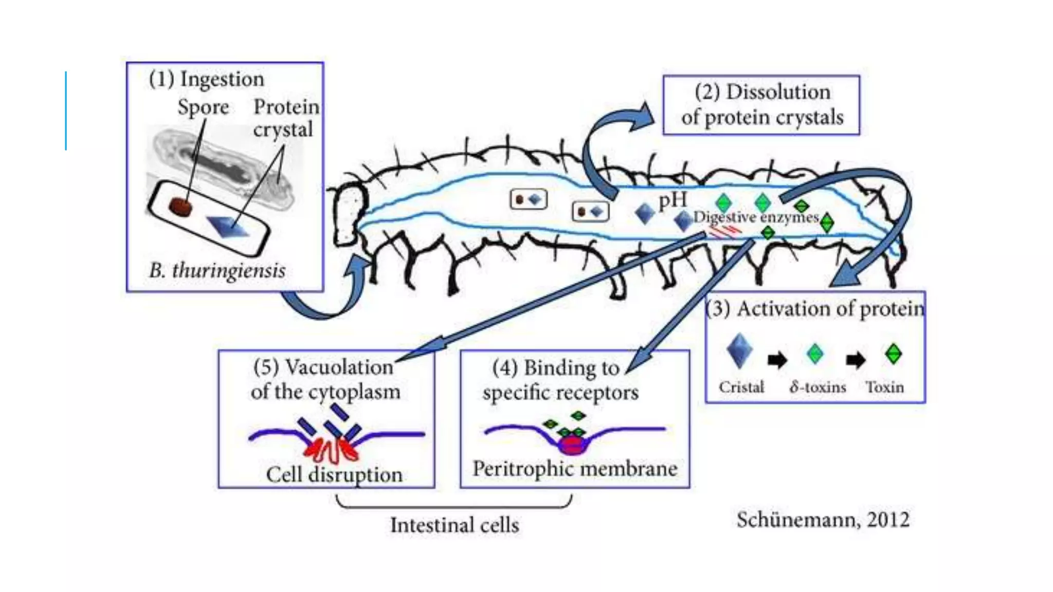 Bio-insecticides | PPTX