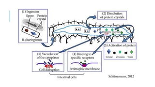 Bio-insecticides | PPTX