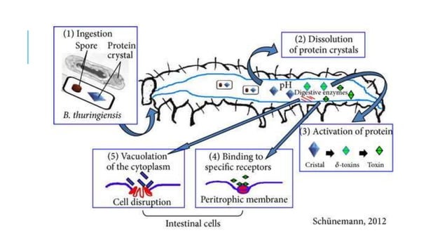 Bio-insecticides | PPTX