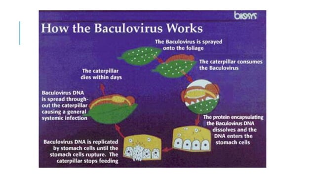 Bio-insecticides | PPTX