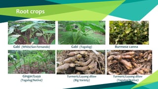 Bio intensive gardens by Dr.Julian Gonsalves_18June2018 | PDF