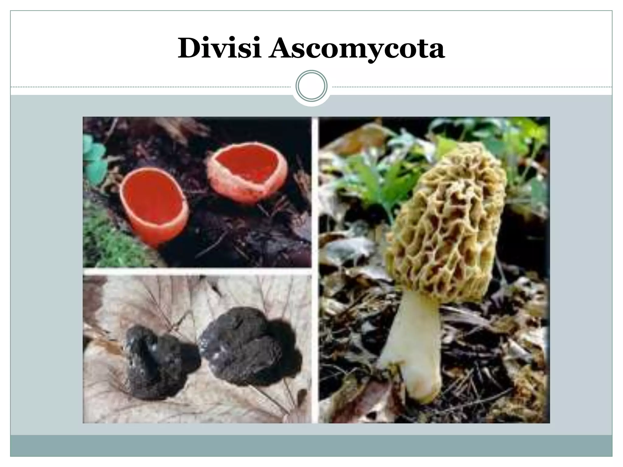 PPT Materi : Jamur (fungi) | PPTX