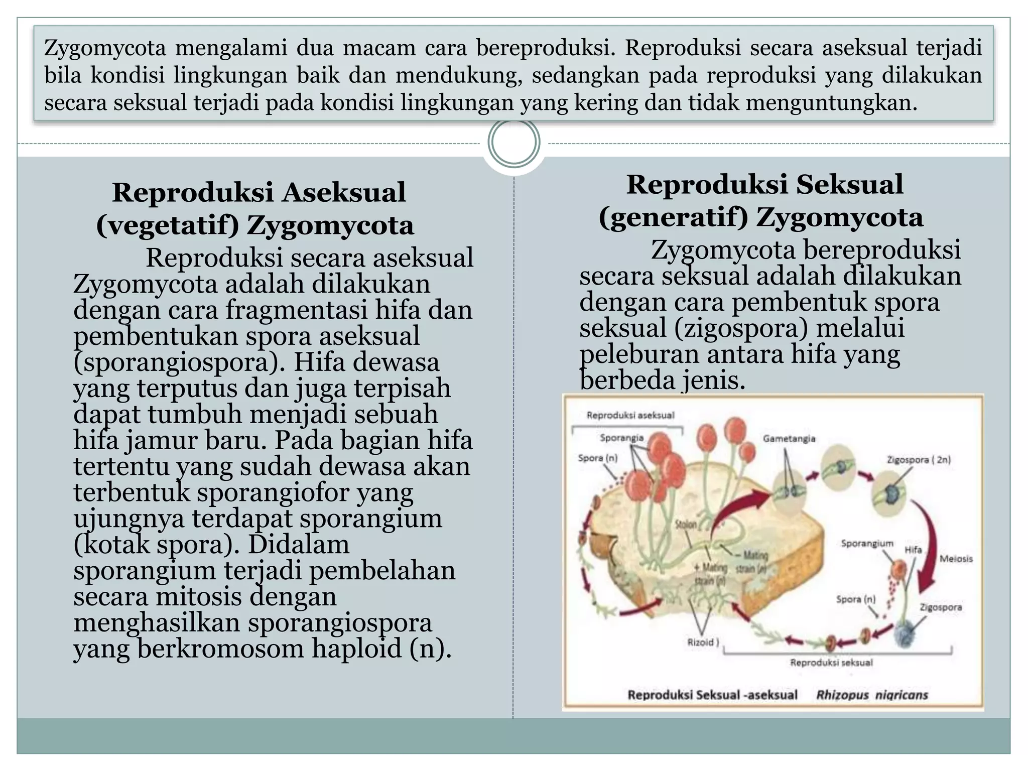 PPT Materi : Jamur (fungi) | PPTX
