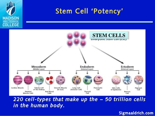 Stem cell potencies(totipotent, pluripotent, multipotent) : 네이버 블로그