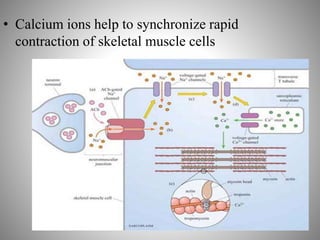 Molecular interaction, Regulation and Signalling receptors and vesicles ...