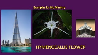 BIO-MIMICRY FOR TRAINERS AND TEACHERS | PPTX