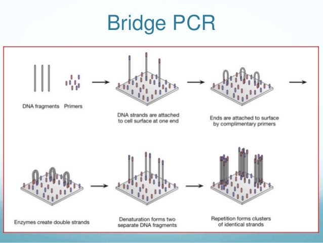 next generation sequencing