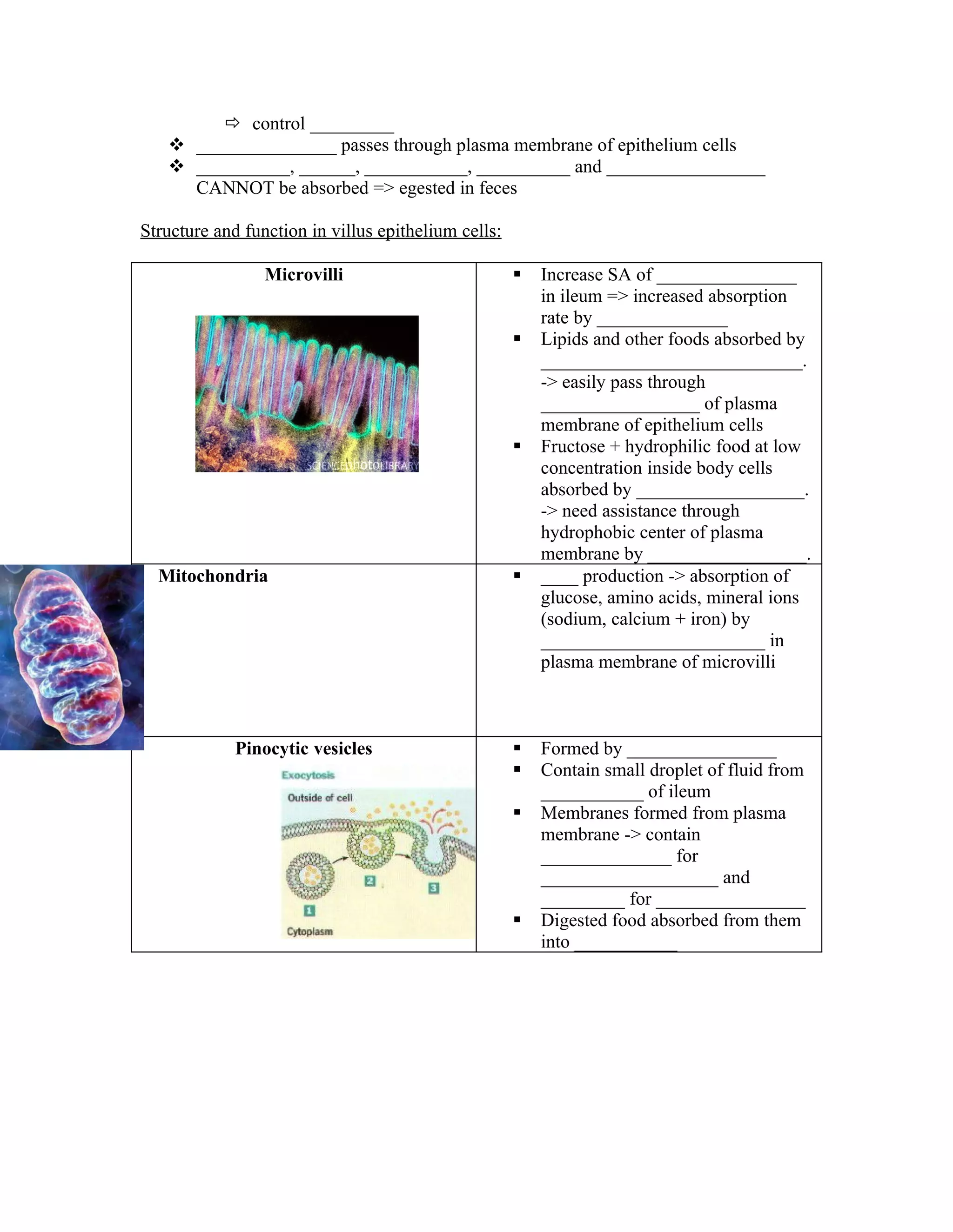 Digestion and absorption (further human physiology) | DOC