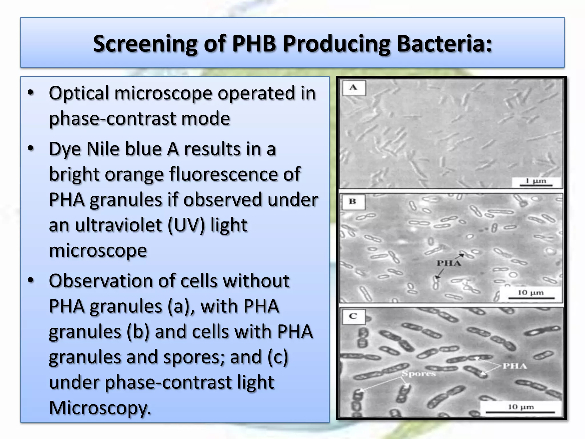 Bio plastic from bacteria. | PPTX
