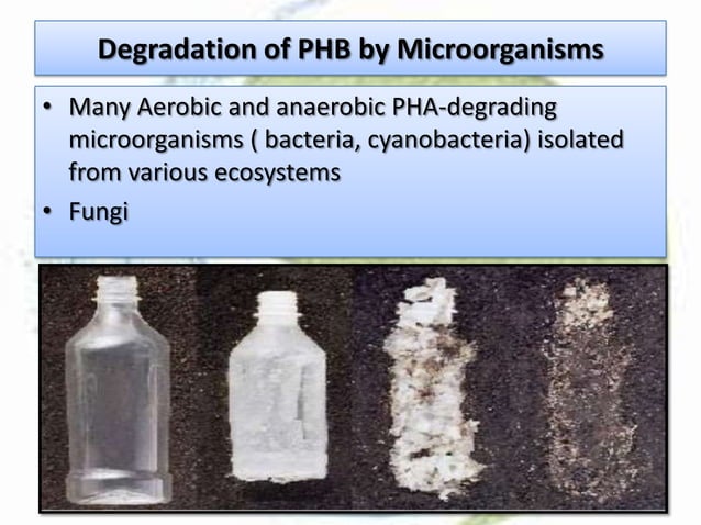 Bio plastic from bacteria. | PPTX | Indoor Environmental Quality | Home ...