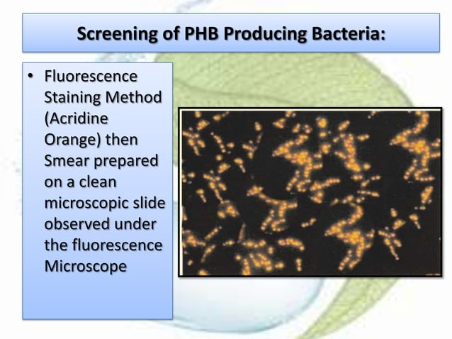 Bio plastic from bacteria. | PPTX | Indoor Environmental Quality | Home ...