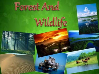 Forest and Wildlife | PPTX