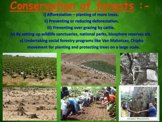 Forest and Wildlife | PPTX