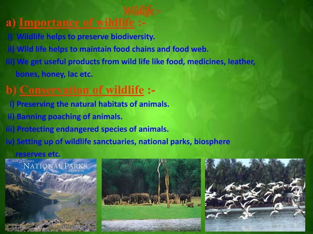 Forest and Wildlife | PPT