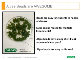 photosynthesis and cellular respiration | PPT