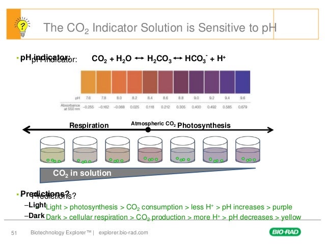 photosynthesis and cellular respiration