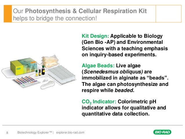 Cellular Respiration Lab Ap Biology