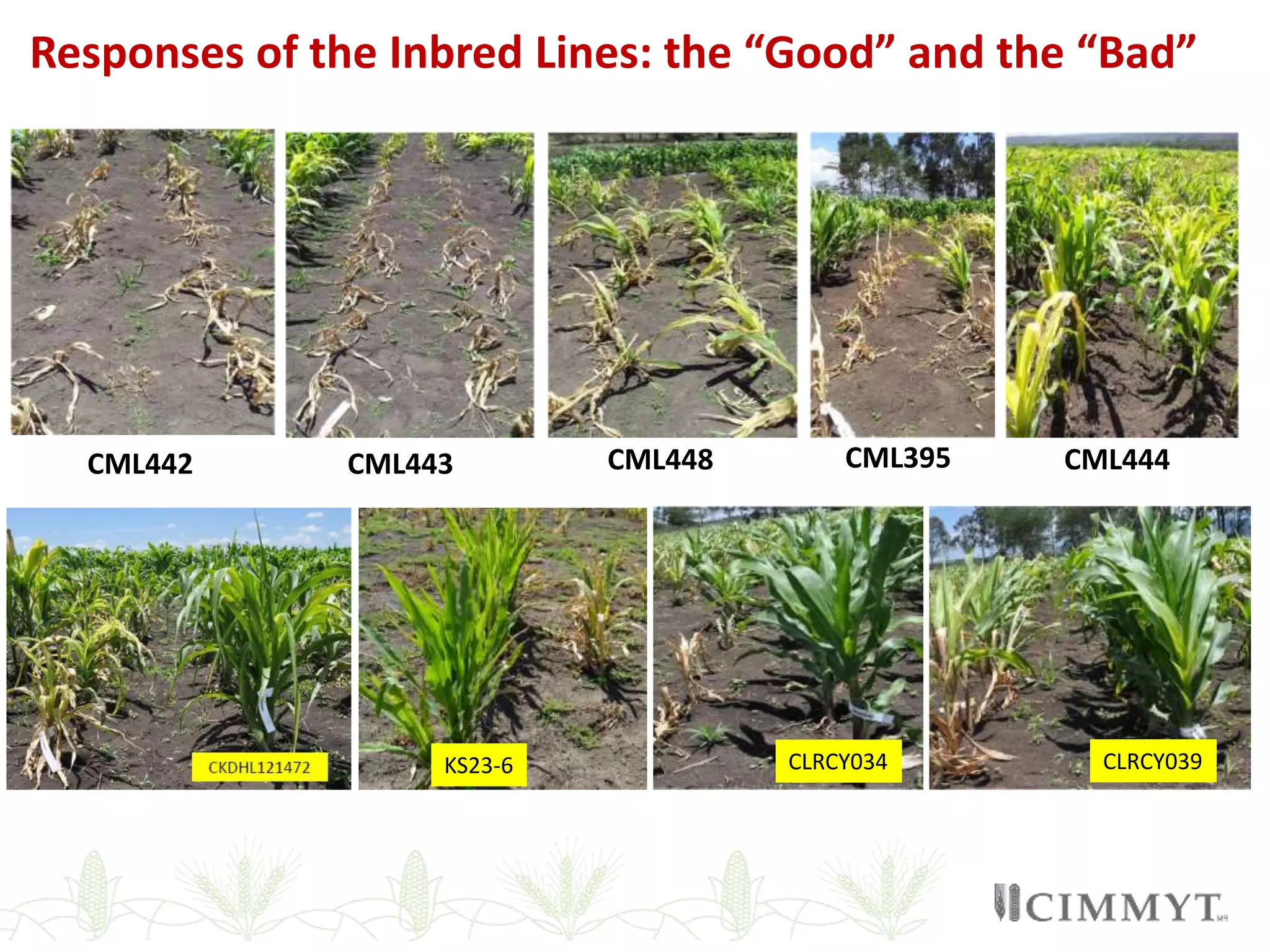 Bio-securing Sub-Saharan Africa from Transboundary Maize Lethal Dr ...