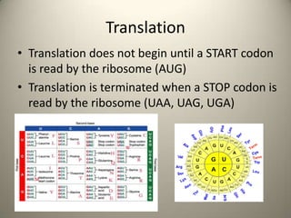 Biology trancription translation | PPT
