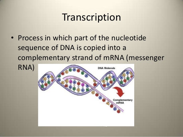 Biology trancription translation