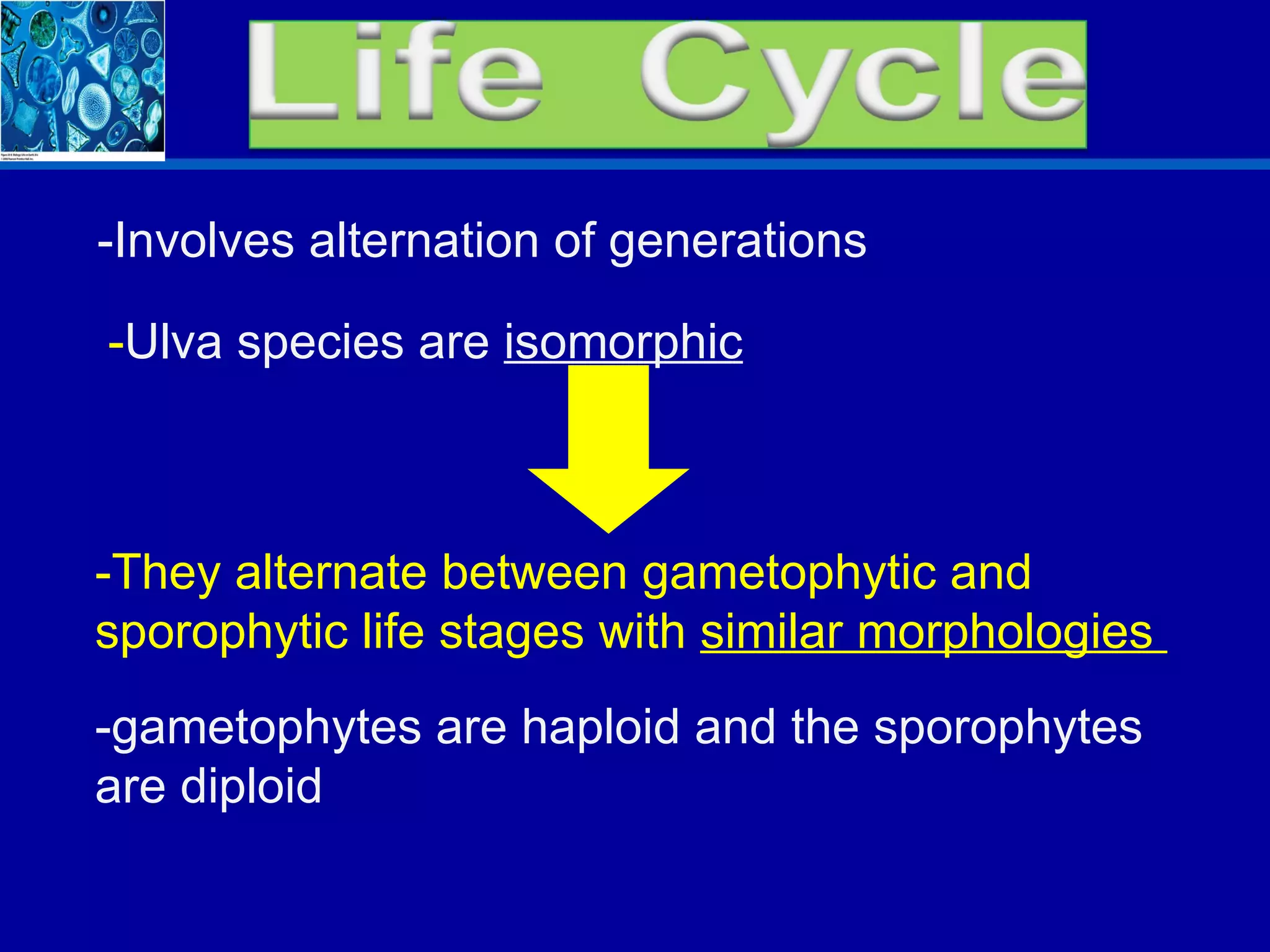 Bio ulva | PPT