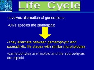 Bio ulva | PPT