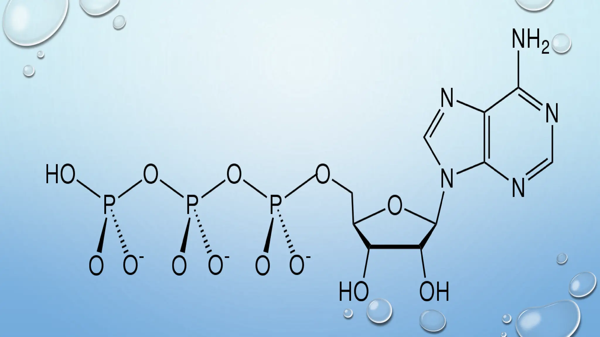 General Biology Q2- Module 1 ATP and ADP | PPTX