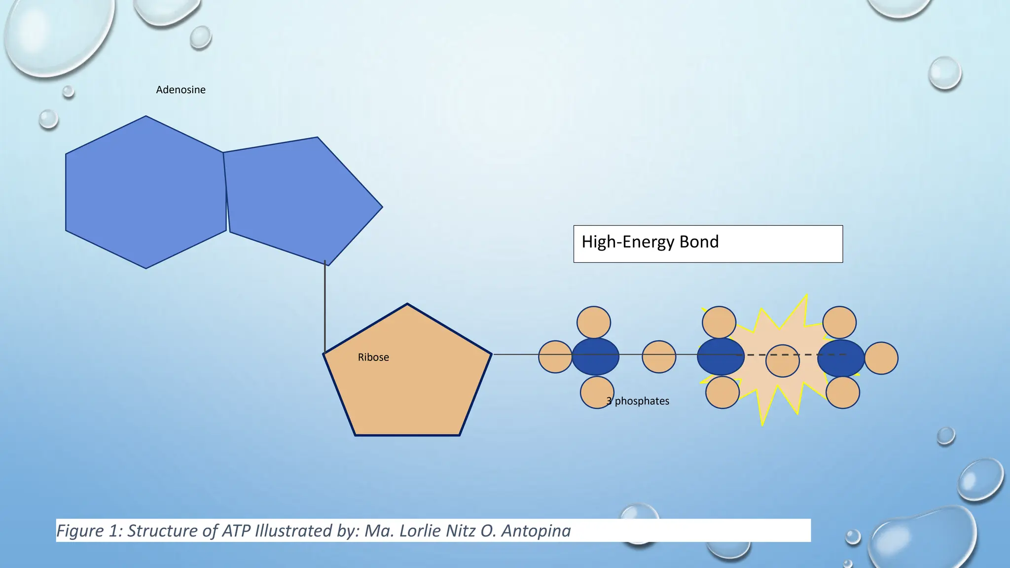 General Biology Q2- Module 1 ATP and ADP | PPTX