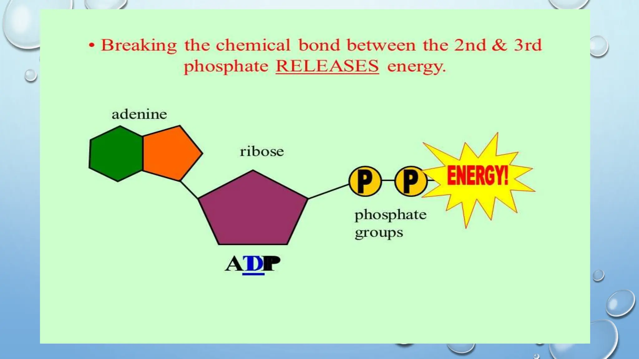 General Biology Q2- Module 1 ATP and ADP | PPTX