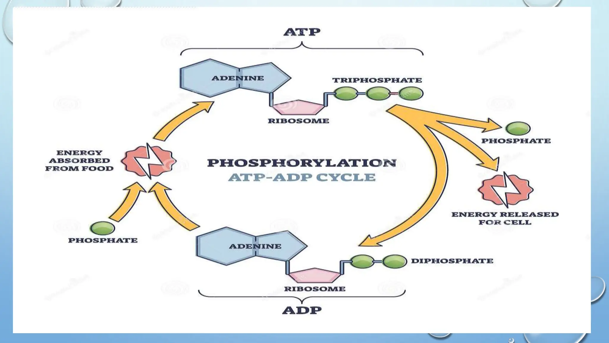General Biology Q2- Module 1 ATP and ADP | PPTX