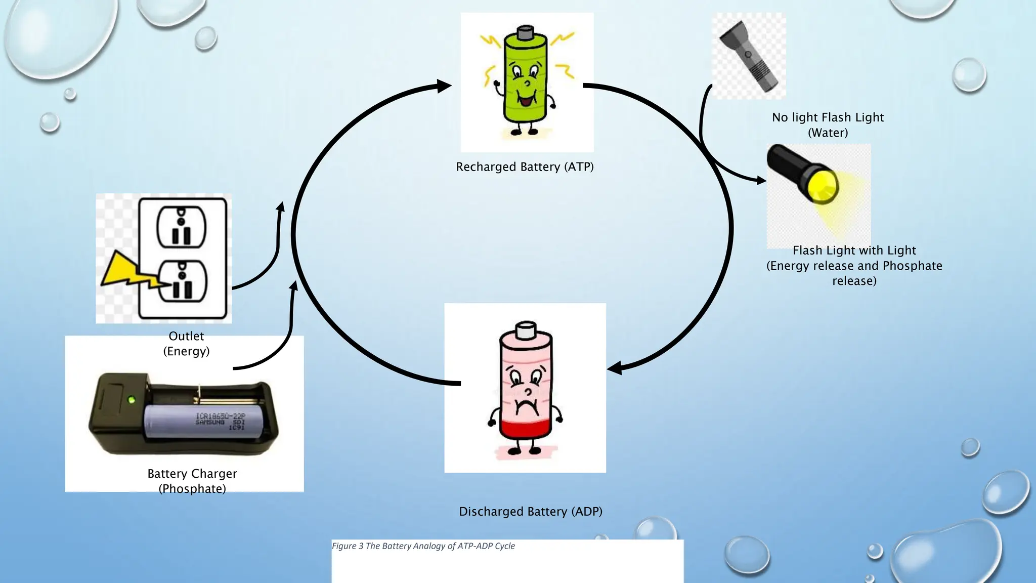 General Biology Q2- Module 1 ATP and ADP | PPTX