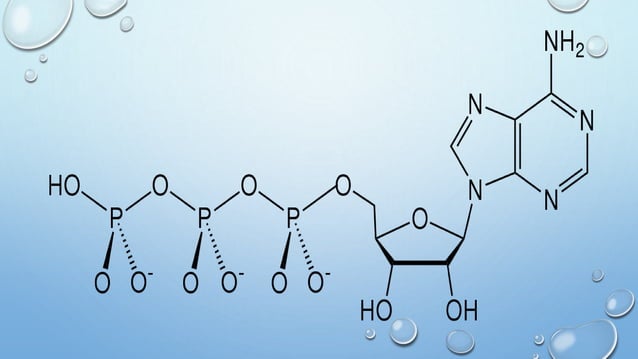 General Biology Q2- Module 1 ATP and ADP | PPTX | Chemistry | Science