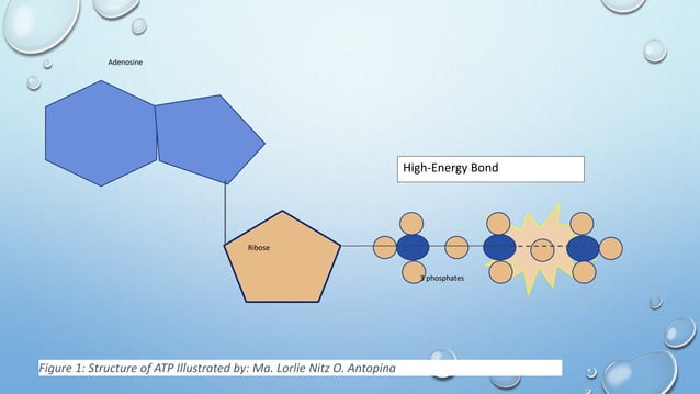 General Biology Q2- Module 1 ATP and ADP | PPTX | Chemistry | Science