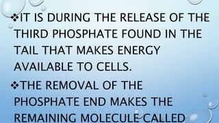 General Biology Q2- Module 1 ATP and ADP | PPTX