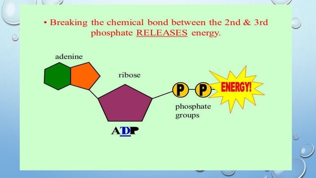 General Biology Q2- Module 1 ATP and ADP | PPTX | Chemistry | Science