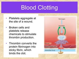 BIO 004 - Circulatory System of the body.pdf