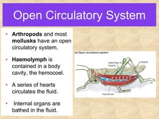 BIO 004 - Circulatory System of the body.pdf