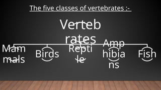 Comprehensive Overview of Vertebrates and Their Characteristics | PPTX