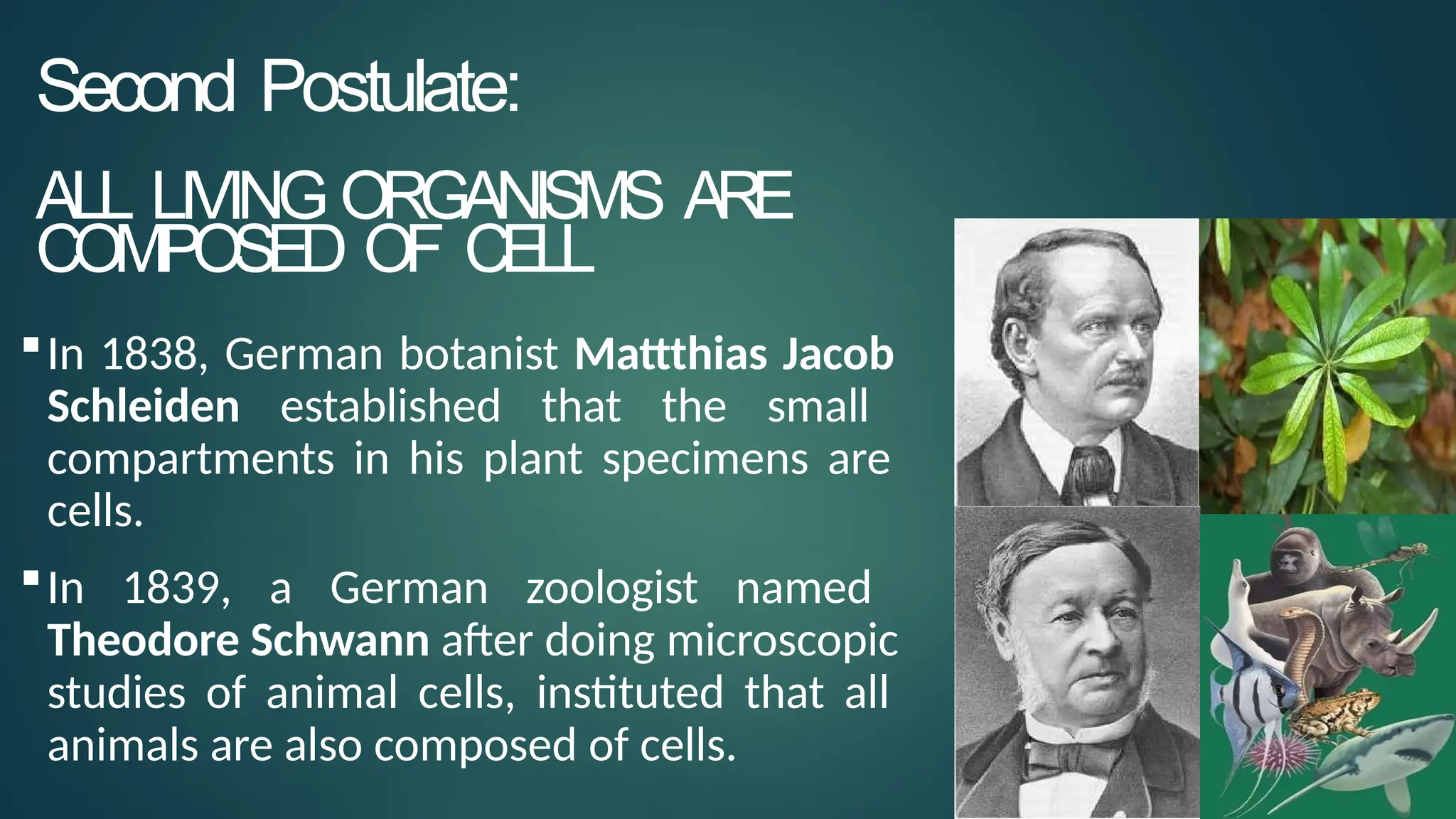 BIO1-PRELIM-W1-2-L1-CELL THEORY, STRUCTURES AND FUNCTIONS.pptx