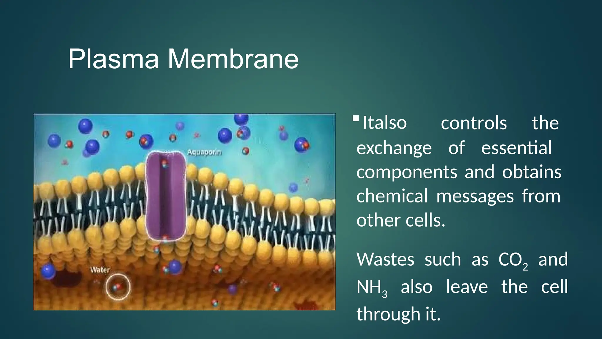 BIO1-PRELIM-W1-2-L1-CELL THEORY, STRUCTURES AND FUNCTIONS.pptx