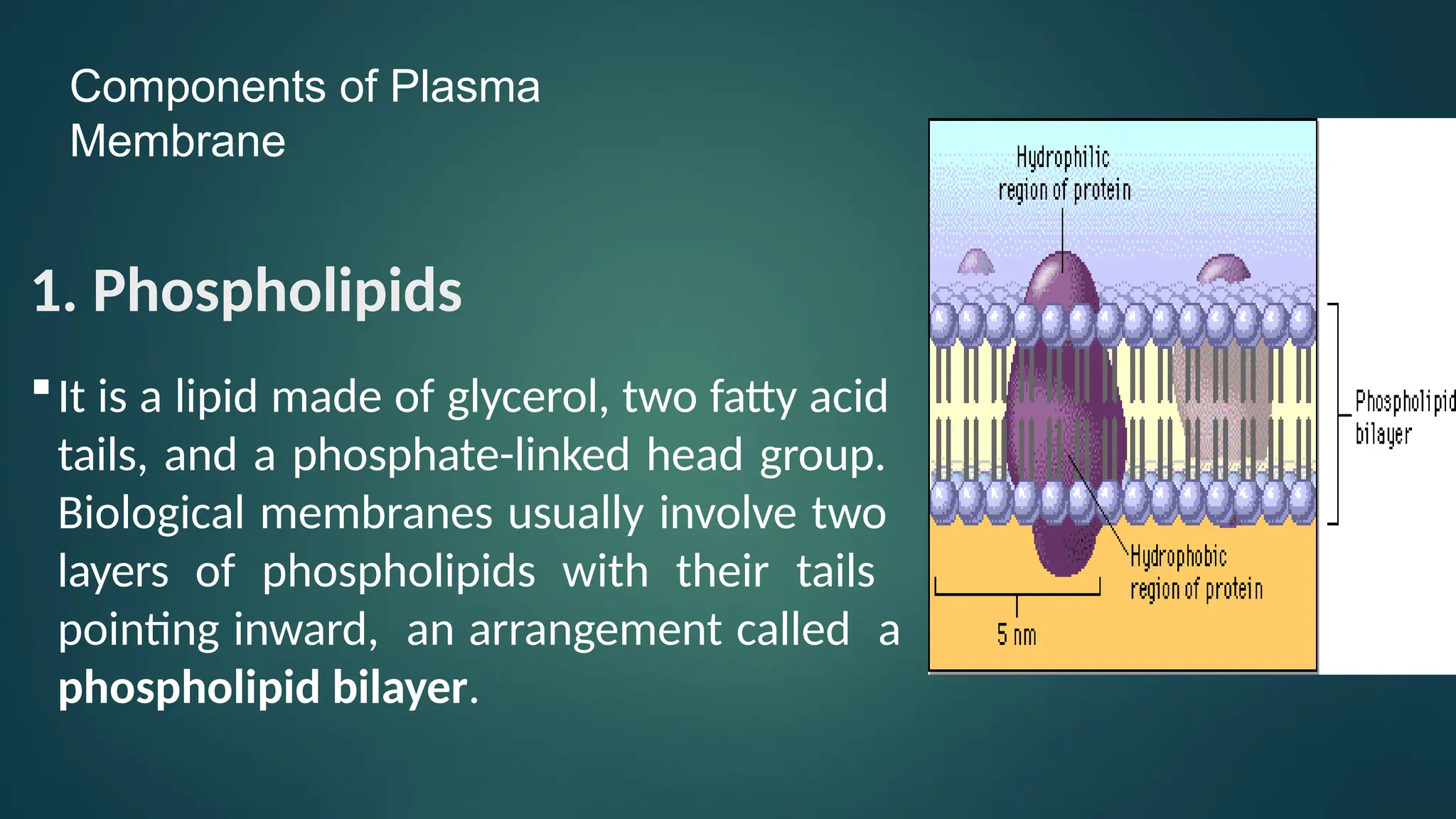 BIO1-PRELIM-W1-2-L1-CELL THEORY, STRUCTURES AND FUNCTIONS.pptx