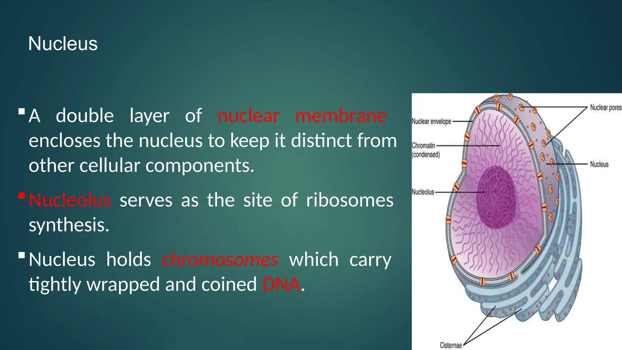 BIO1-PRELIM-W1-2-L1-CELL THEORY, STRUCTURES AND FUNCTIONS.pptx