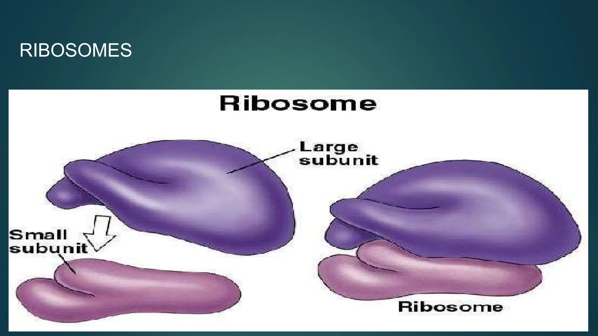 BIO1-PRELIM-W1-2-L1-CELL THEORY, STRUCTURES AND FUNCTIONS.pptx