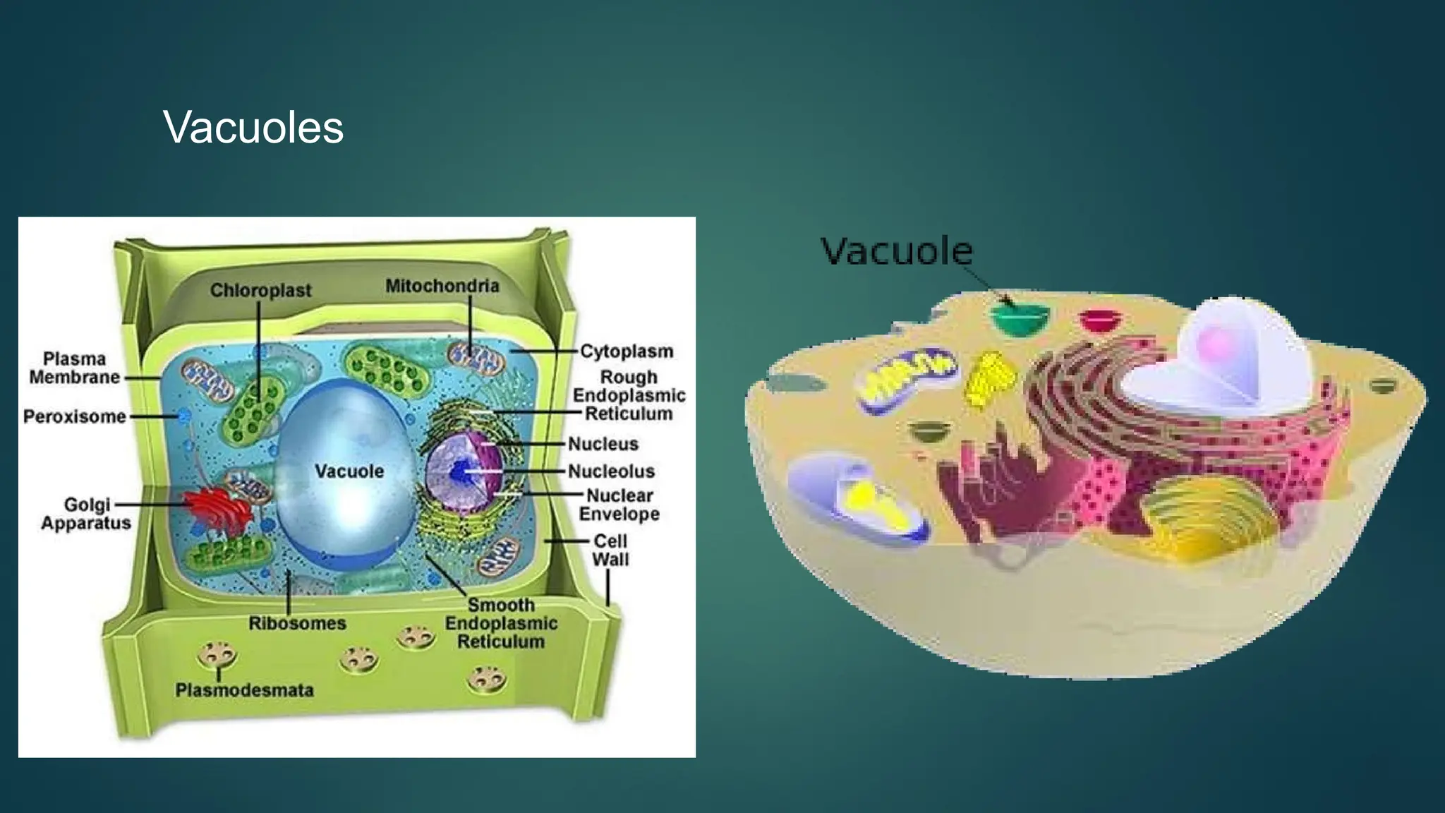BIO1-PRELIM-W1-2-L1-CELL THEORY, STRUCTURES AND FUNCTIONS.pptx