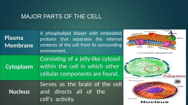 BIO1-PRELIM-W1-2-L1-CELL THEORY, STRUCTURES AND FUNCTIONS.pptx | Biological Sciences | Science