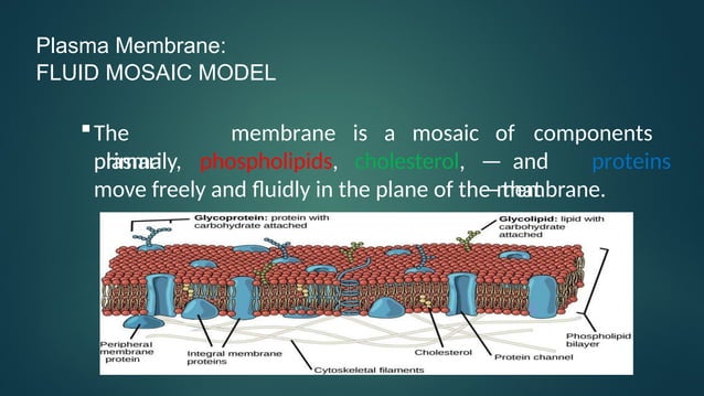 BIO1-PRELIM-W1-2-L1-CELL THEORY, STRUCTURES AND FUNCTIONS.pptx | Biological Sciences | Science