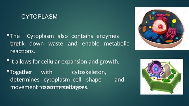 BIO1-PRELIM-W1-2-L1-CELL THEORY, STRUCTURES AND FUNCTIONS.pptx | Biological Sciences | Science
